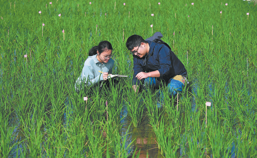 AI CRACKS THE CODE FOR FASTER, BETTER CROPS